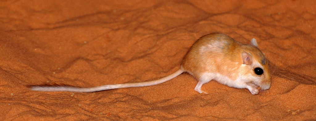 Greater Egyptian Gerbil (Gerbillus pyramidum) - Know Your Mammals
