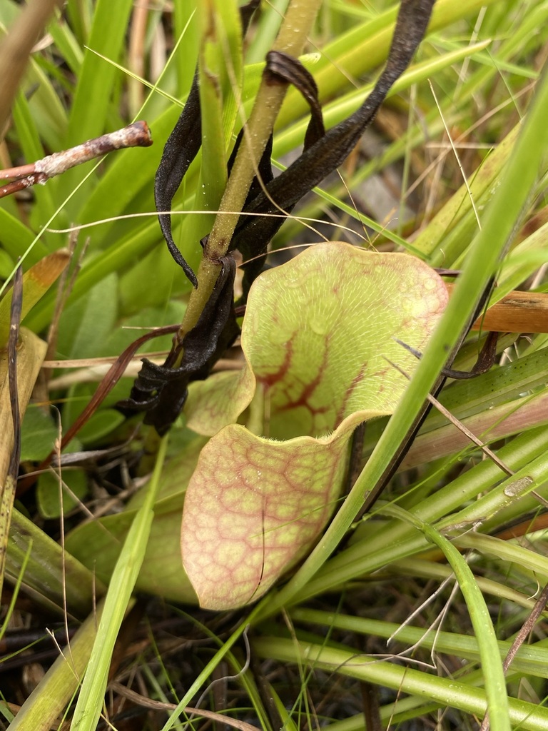 Burk's southern pitcher plant in August 2021 by Matt Berger · iNaturalist