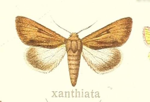 Heliothis xanthiata · iNaturalist