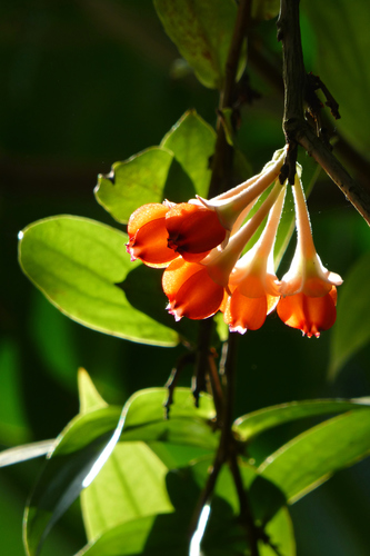 Genus Anthopterus · iNaturalist