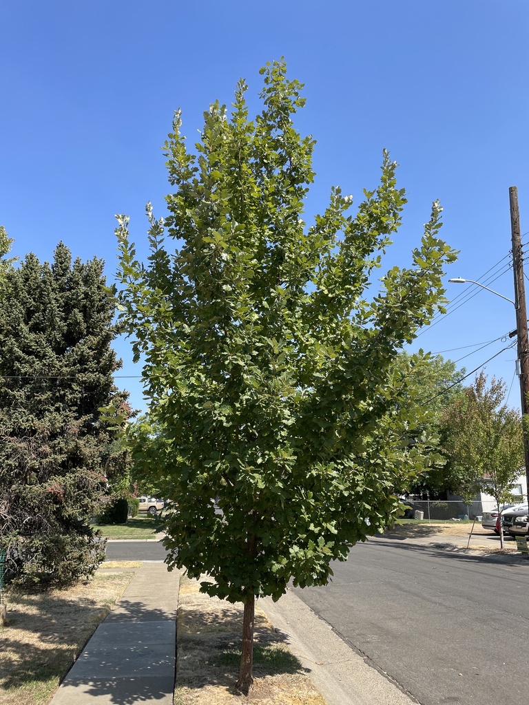 Ware's Oak (Quercus × warei) - Botanical Realm