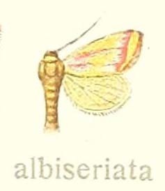 Timora albiseriata · iNaturalist
