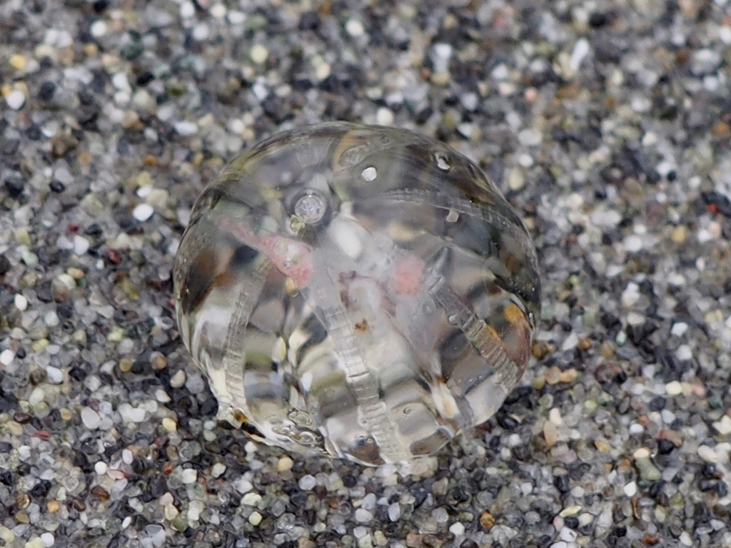 Pacific Sea Gooseberry from Port Townsend, WA 98368, USA on April 14 ...