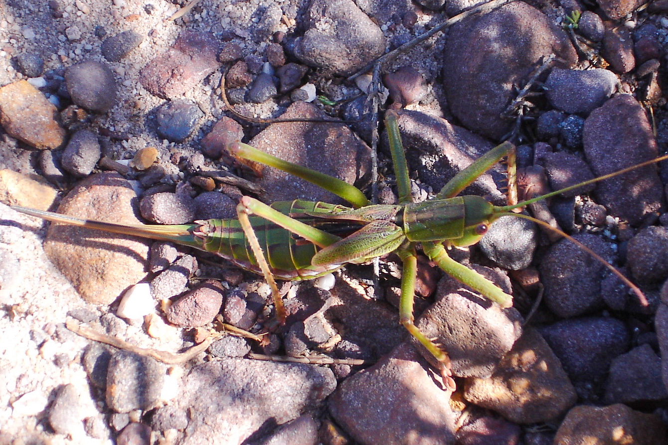 Clonia melanoptera (Linnaeus, 1758)