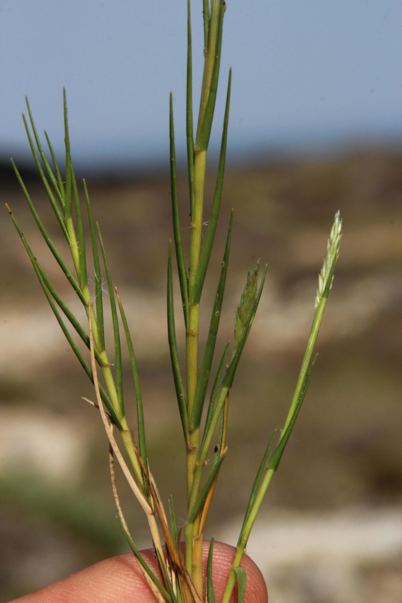 Sporobolus Virginicus