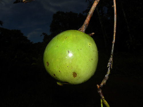 Genus Borojoa · iNaturalist