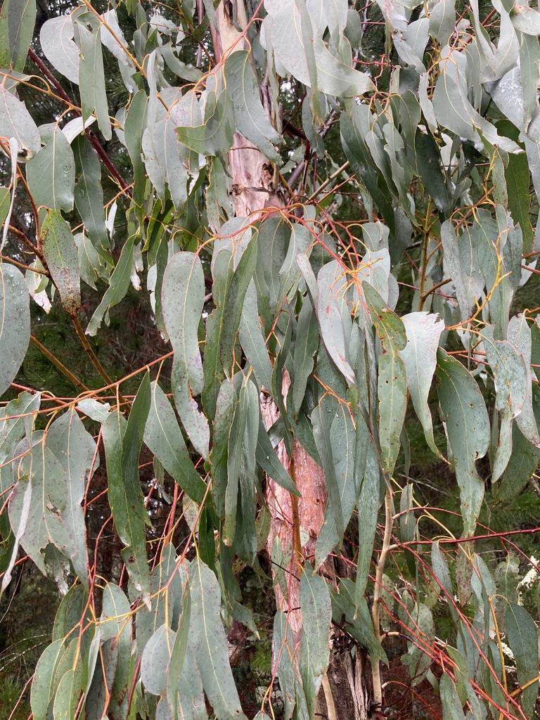 Alpine Ash from Iwitahi, New Zealand on August 29, 2021 at 11:18 AM by ...
