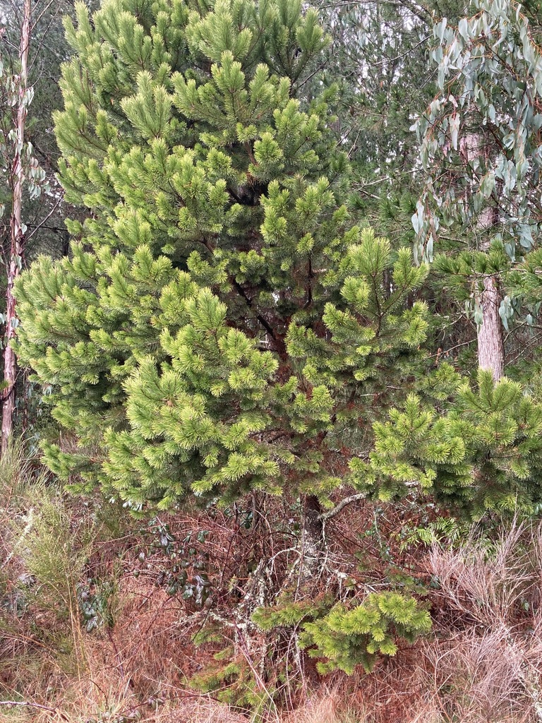 lodgepole pine from Iwitahi, New Zealand on August 29, 2021 at 11:18 AM ...