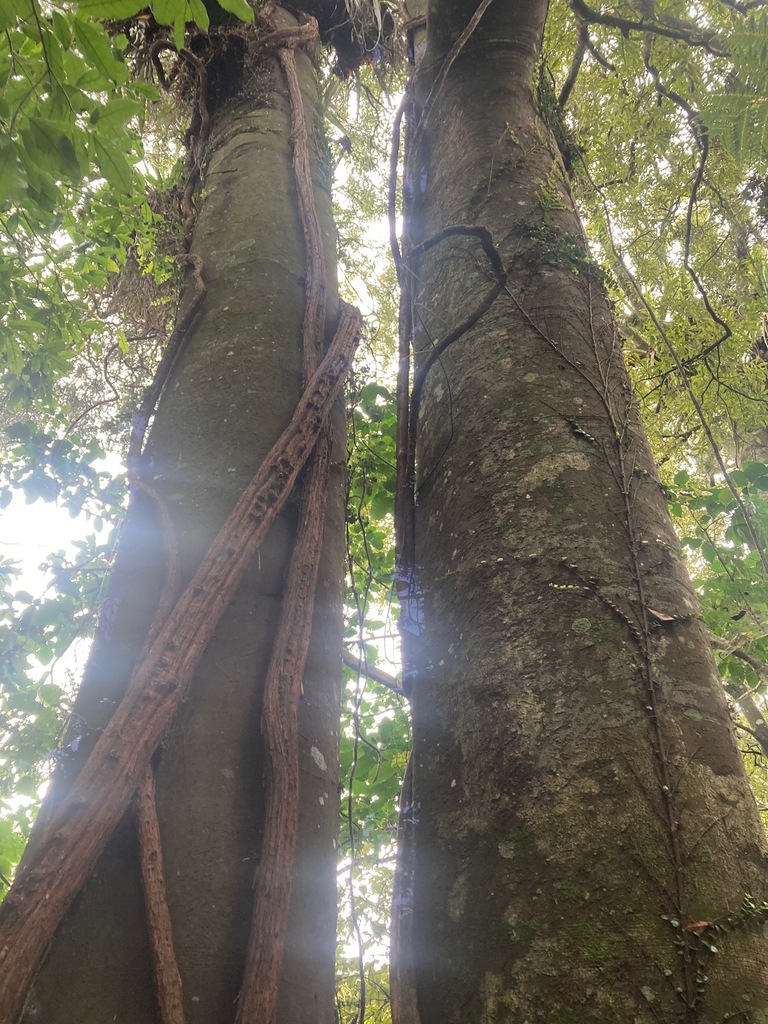 Tawa from Mangatangi, New Zealand on August 27, 2021 at 11:22 AM by ...