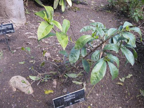 Brunfelsia magnifica · iNaturalist Ecuador