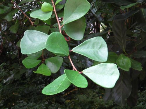 Sweetheart Tree (Ficus triangularis) · iNaturalist