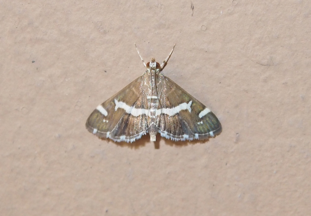 Hawaiian Beet Webworm Moth (Lepidoptera (butterflies and moths) of the ...