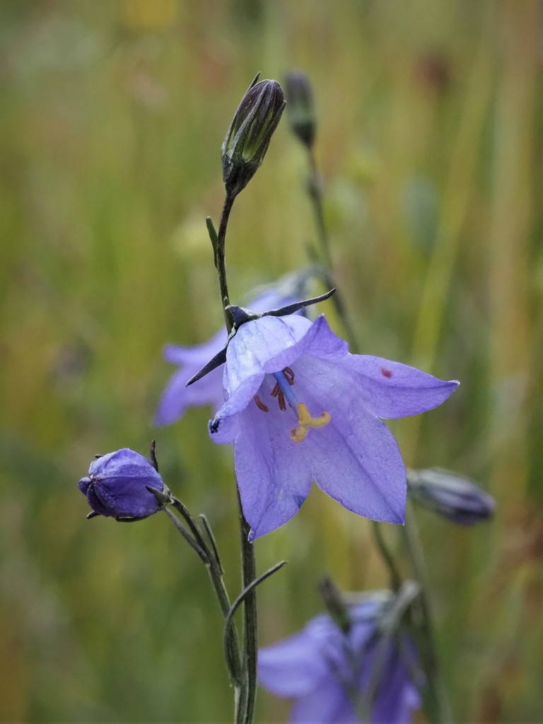 Common Harebell from Mineral County, CO, USA on August 11, 2021 at 12: ...