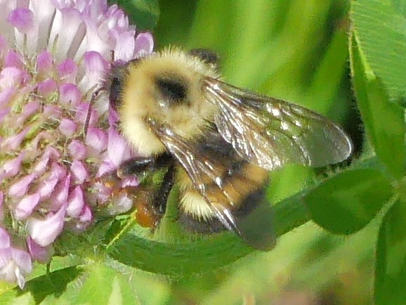 Half-black Bumble Bee from Prince Edward Island, Canada on August 28 ...