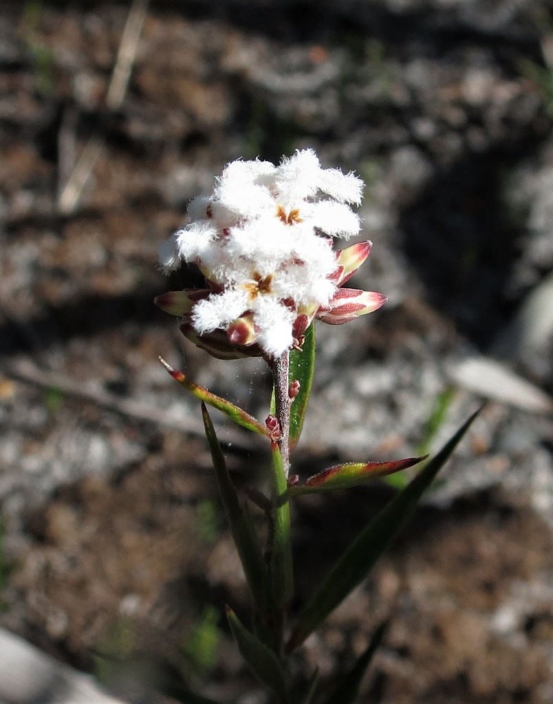 common beard-heath from Blackmans Flat NSW 2790, Australia on August 26 ...