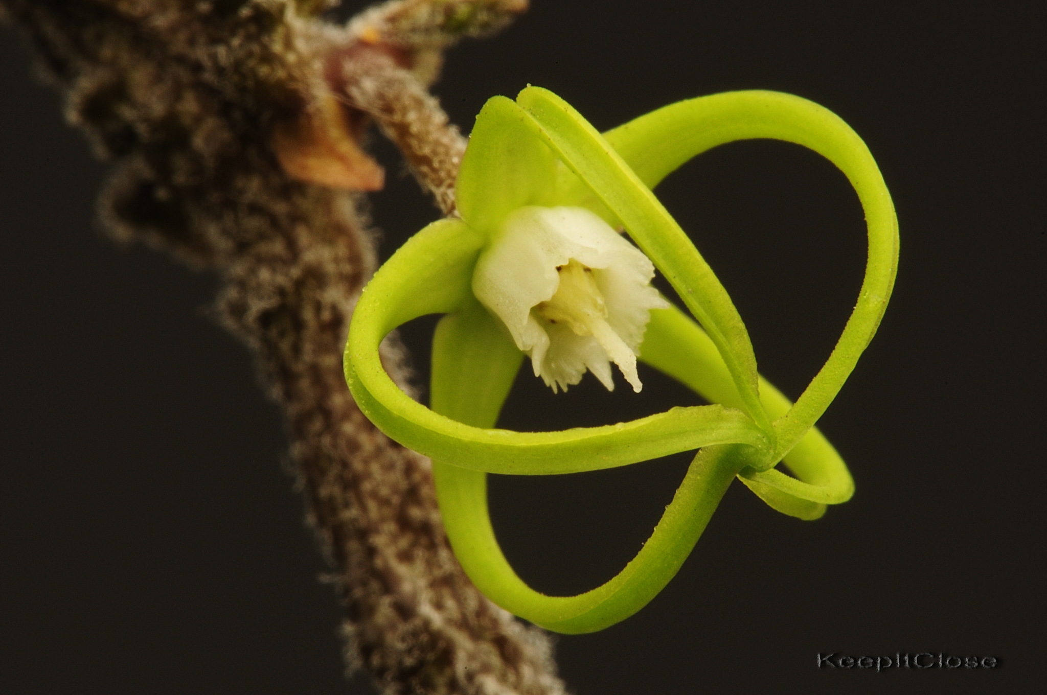 Cynanchum Marnierianum