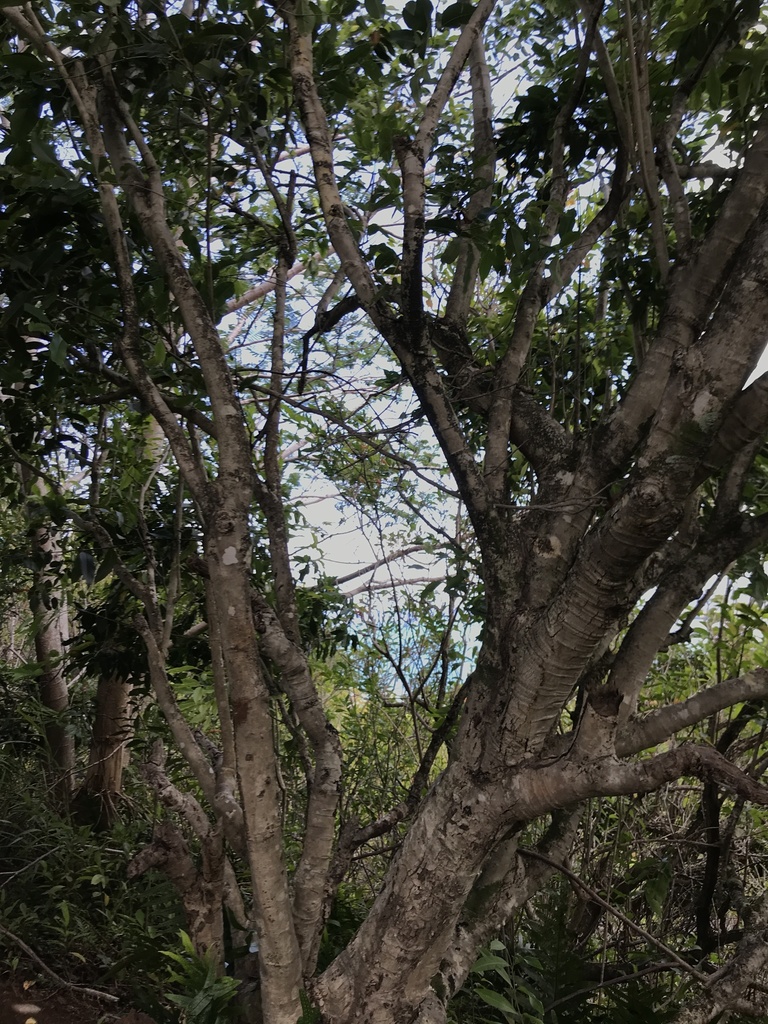 Java plum from Honolulu County, US-HI, US on August 28, 2021 at 11:59 ...