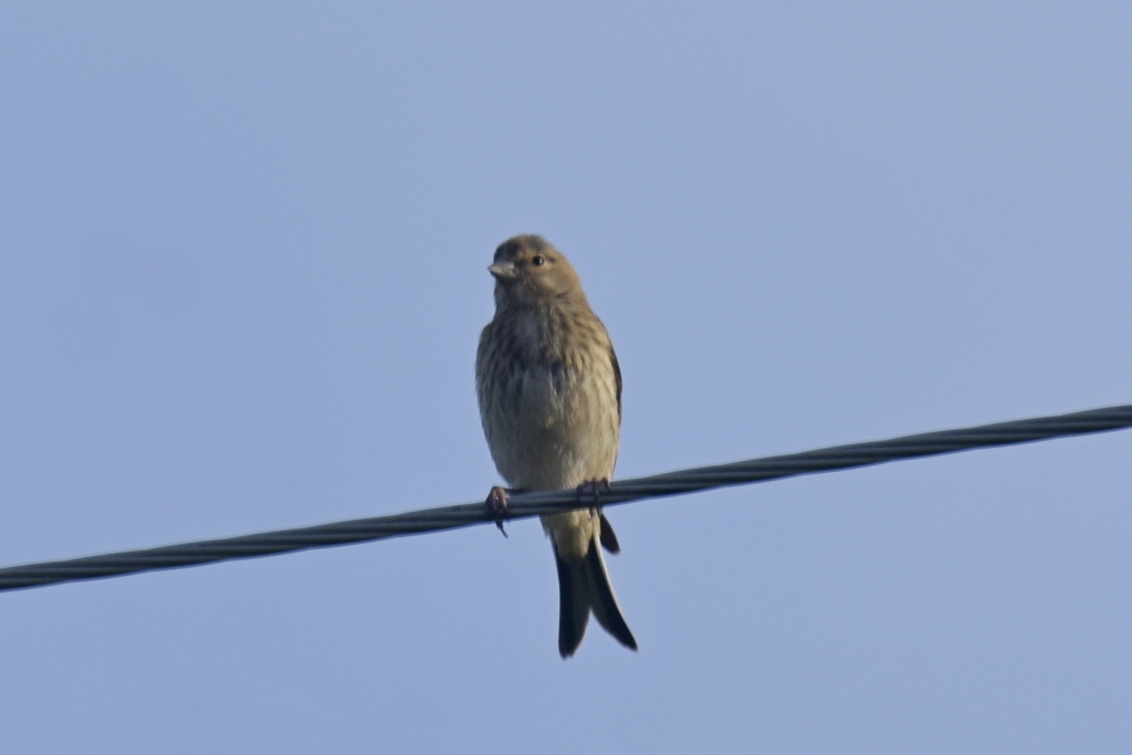 Eurasian Linnet from Орловский р-н, Орловская обл., Россия on August 01 ...