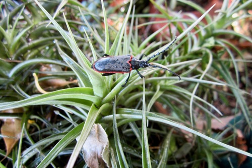Subspecies Desmocerus californicus californicus · iNaturalist