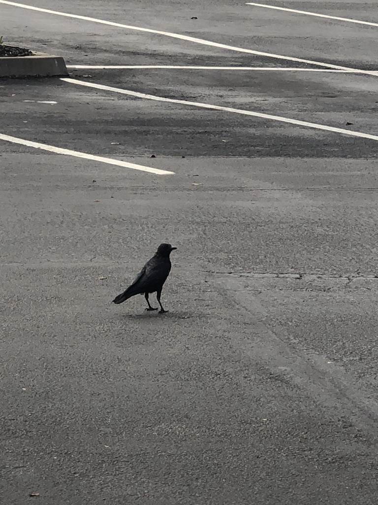 American Crow from Reservation Rd, Marina, CA, US on August 28, 2021 at ...
