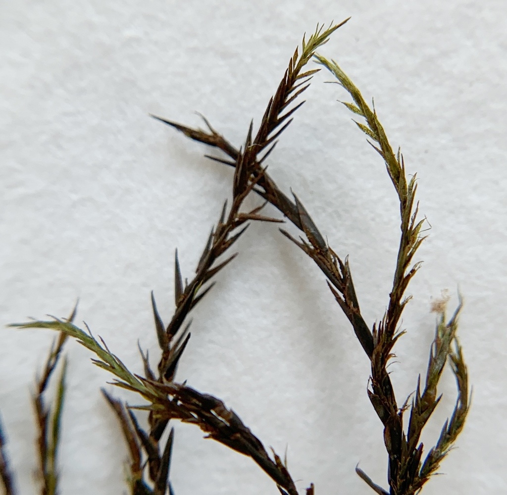 (Fontinalis dalecarlica) - Botanical Realm
