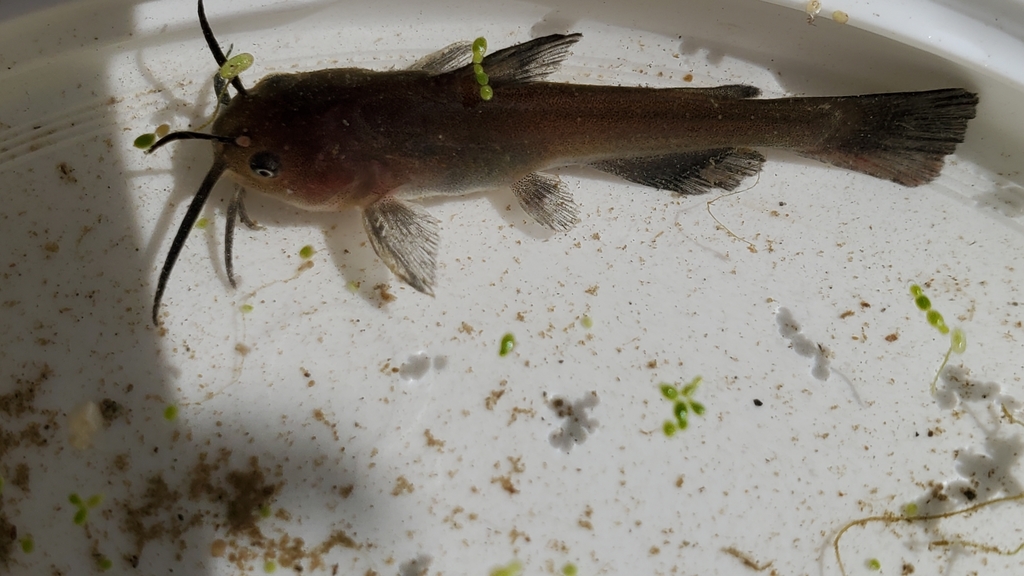 Bullheads from Stevenson, WA 98648, USA on August 28, 2021 at 12:14 PM ...