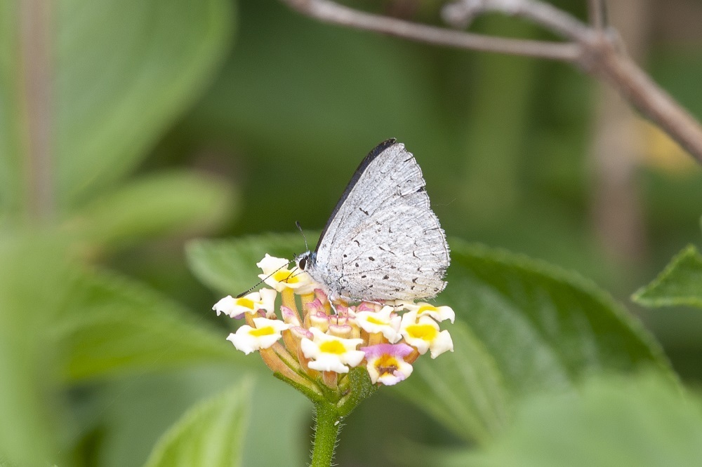 Common Pencilled Blue from Mount Keira, NSW on January 2, 2011 at 01:04 ...