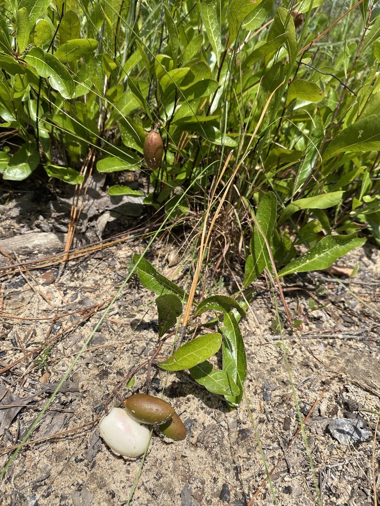 Gopher apple in August 2021 by Matt Berger · iNaturalist
