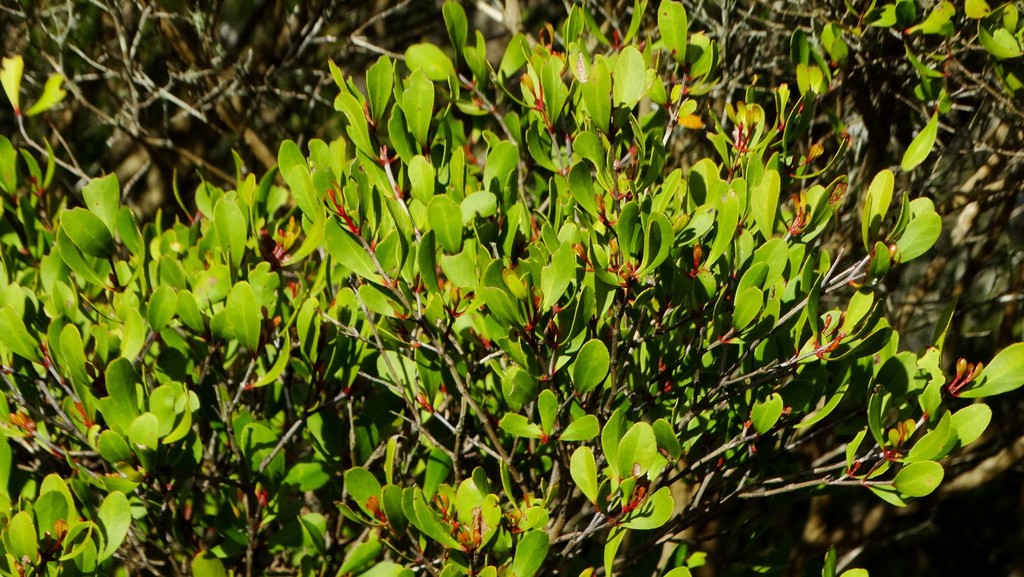 myrtle mangrove (Osbornia octodonta) - Botanical Realm