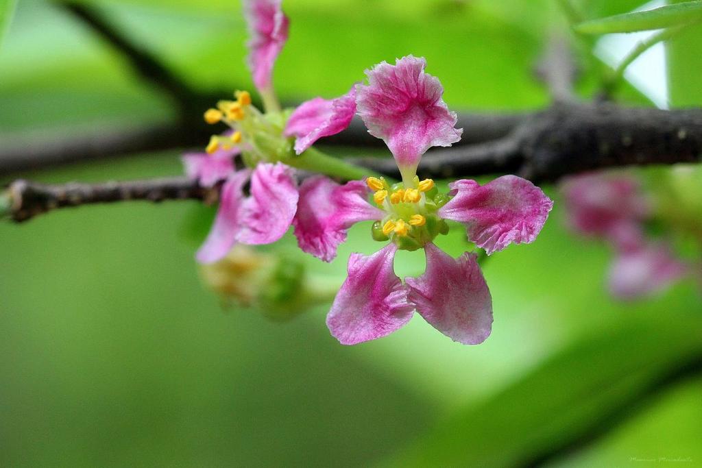 (Martinique Trees) · iNaturalist