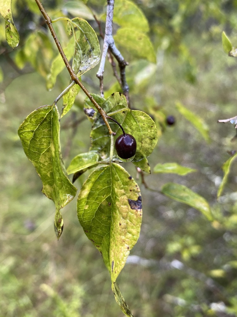 Dwarf Hackberry in August 2021 by Matt Berger · iNaturalist