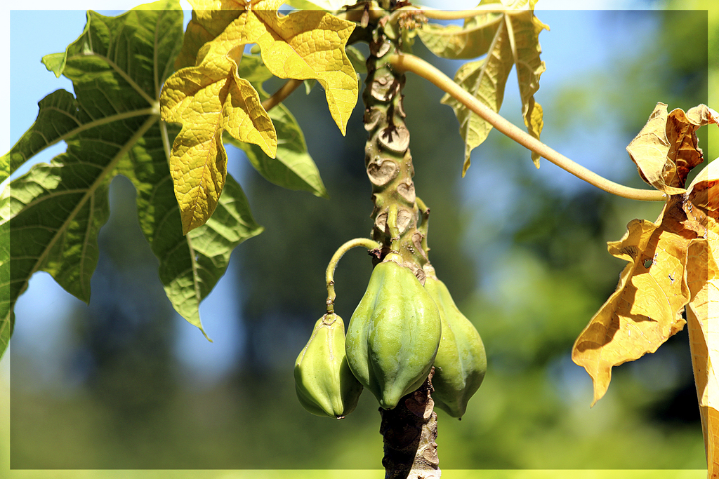 Babaco (Planting list) · iNaturalist