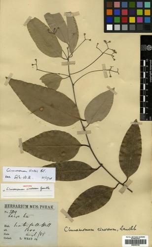 Cinnamomum sintok · iNaturalist