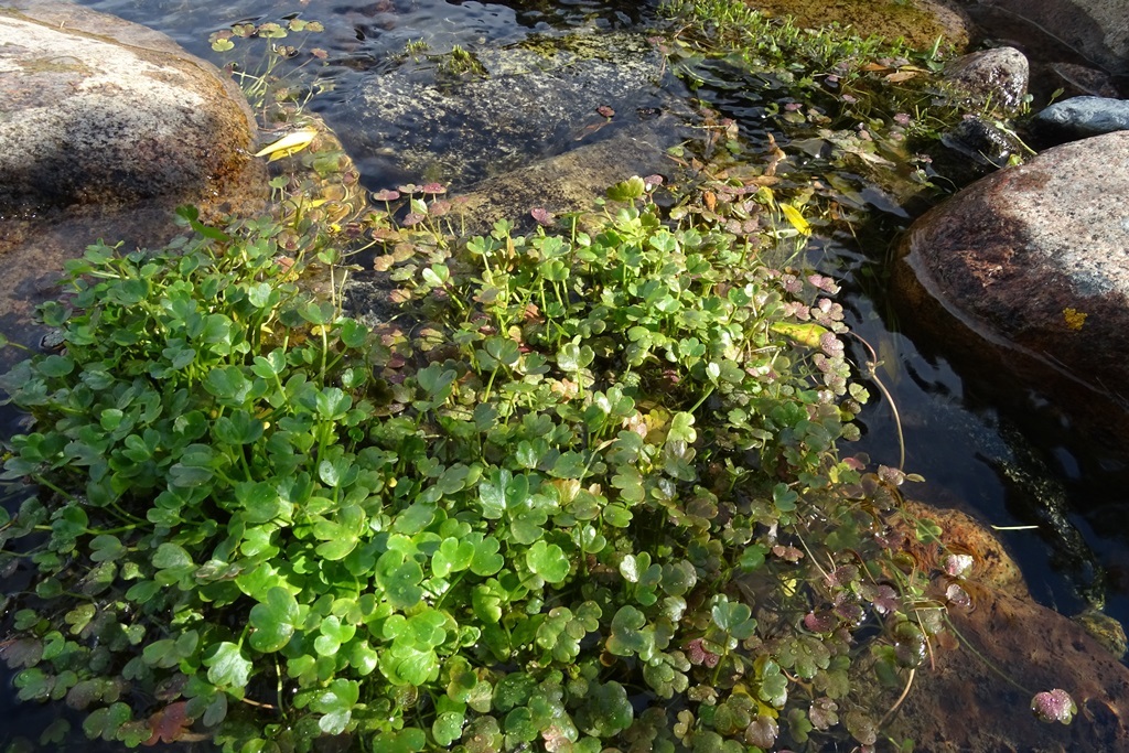 Ranunculus natans C.A.Mey.