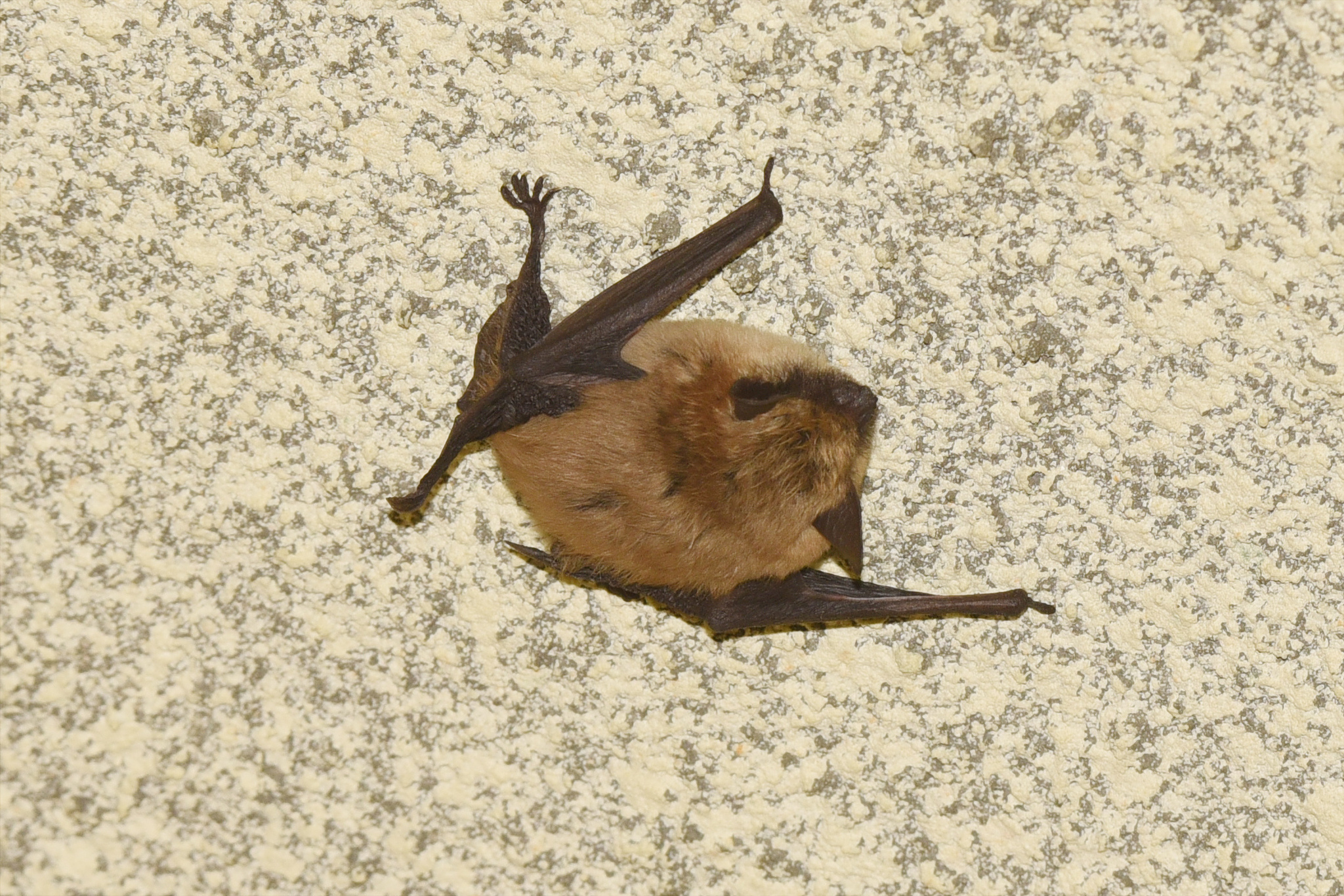 Myotis californicus (Audubon & Bachman, 1842)