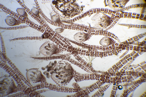 Polysiphonia propagulifera · iNaturalist