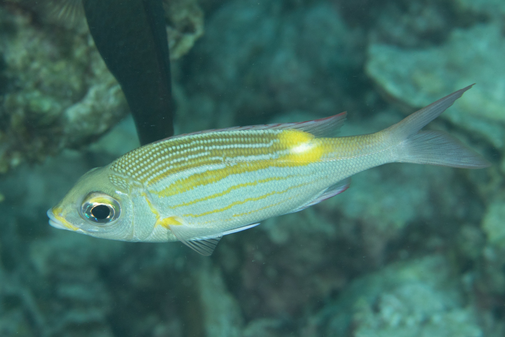 Striped Large-eye Bream (Gnathodentex aureolineatus) - Marine Life ...