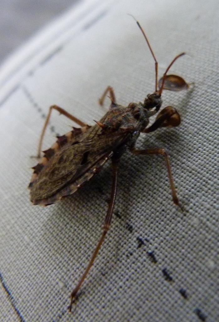 Petalocheirus from EN 1, Cheringoma on February 1, 2014 by i_c_riddell ...