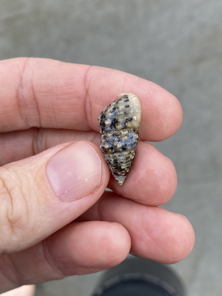 Clypeomorus petrosa from Coral Sea, QLD, AU on August 29, 2021 at 09:41 ...