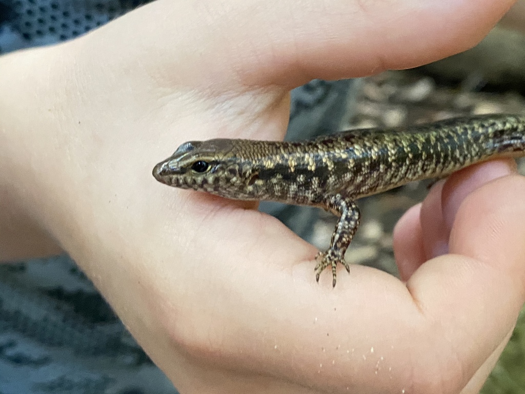 Bar-sided Skink from Coral Sea, QLD, AU on August 29, 2021 at 09:04 AM ...