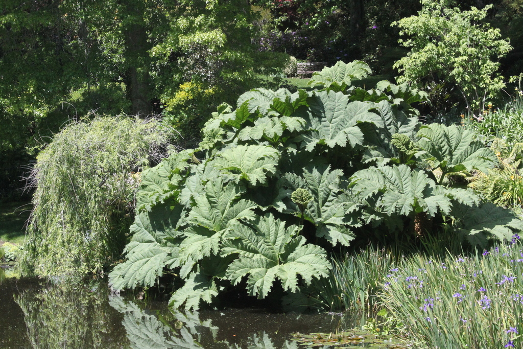 (Gunnera × cryptica) - Botanical Realm