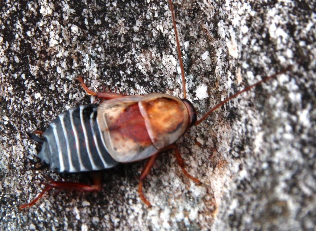Zebra Roaches from Sleeping Beauty Trail sidetrack to Sleeping Beauty summit: Garcia State ...