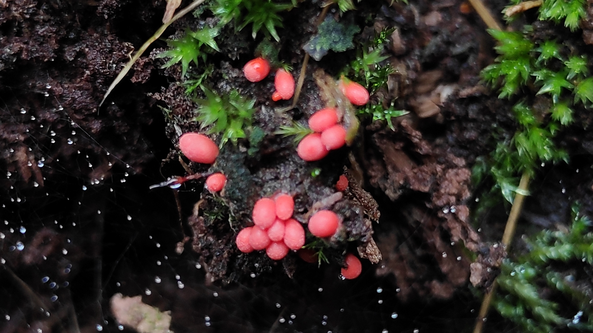 Lycogala conicum Pers., 1801