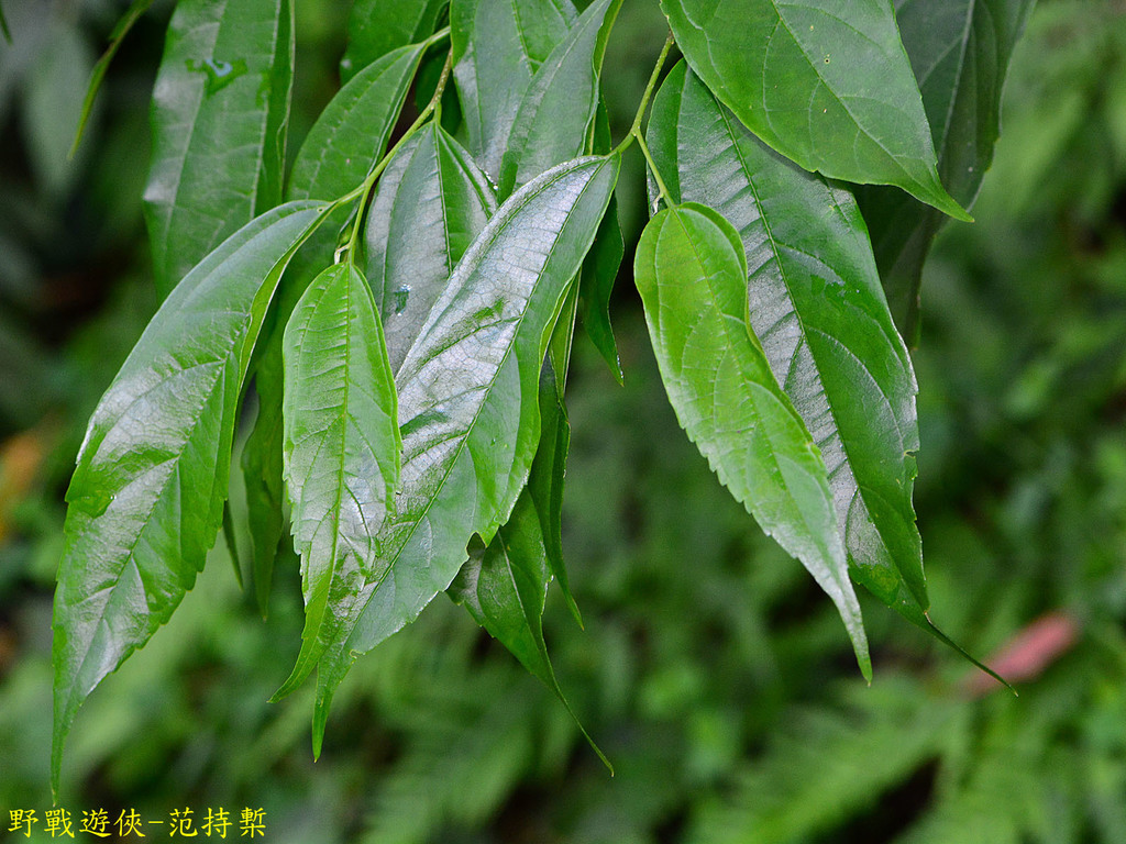 Nilgiri elm (Celtis tetrandra) - Botanical Realm