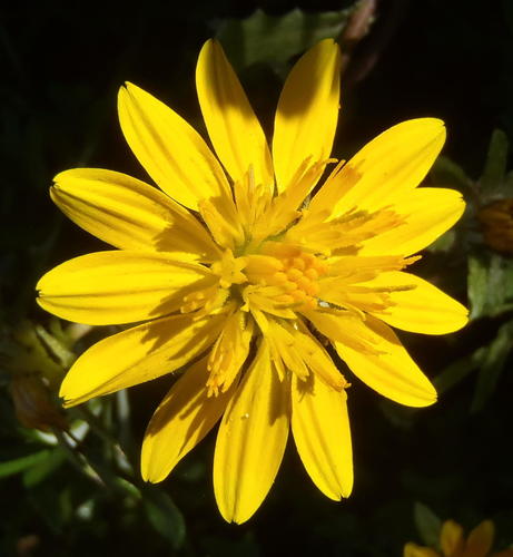 Subspecies Cuspidia cernua cernua · iNaturalist