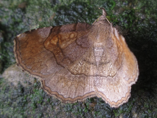 Pangrapta trilineata · iNaturalist