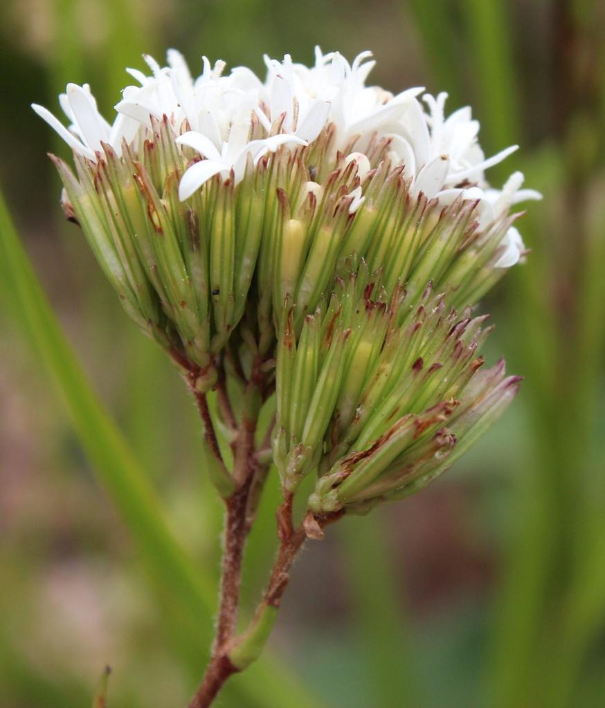 Corymbium cymosum (Plants of the Tygerberg Nature Reserve) · iNaturalist