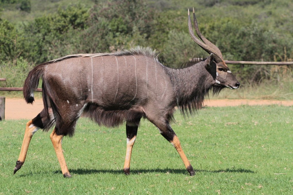 Nyala (Tragelaphus angasii) - Know Your Mammals
