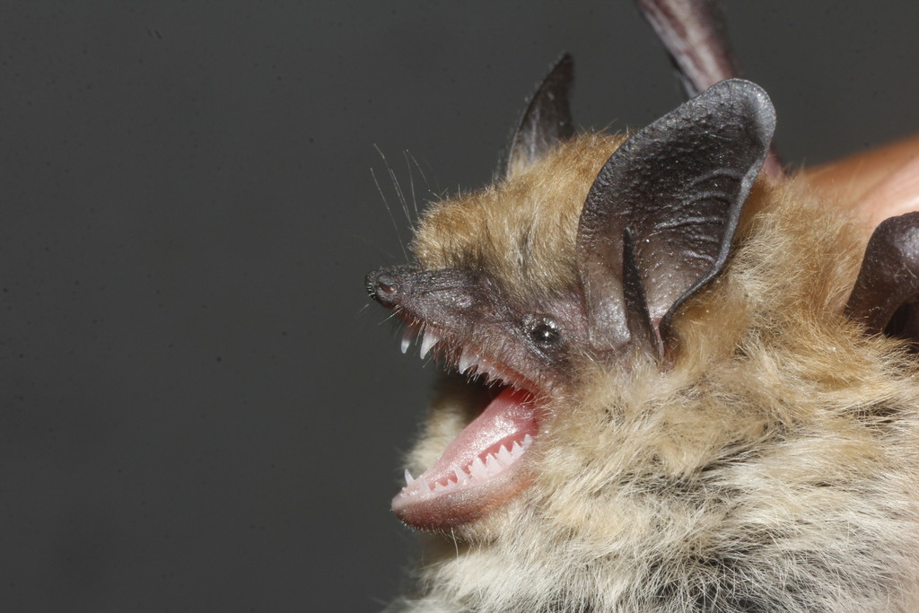 California Myotis (Myotis californicus) - Know Your Mammals