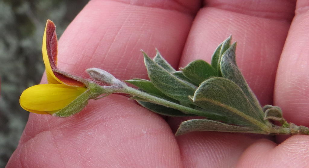 Silver Silverpod from Heaven in Langkloof on June 8, 2014 by Nicola van ...